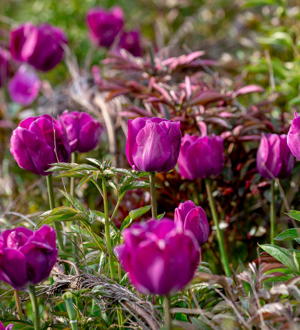 Buy Tulip 'Negrita' | Triumph Tulip Bulbs | Sarah Raven
