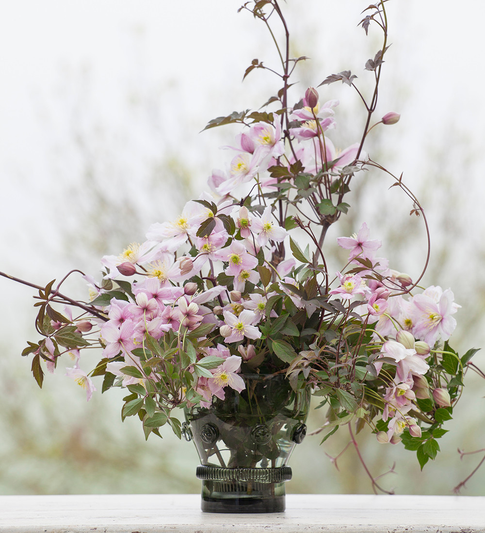 Buy Clematis montana 'Elizabeth' | Climbers | Sarah Raven