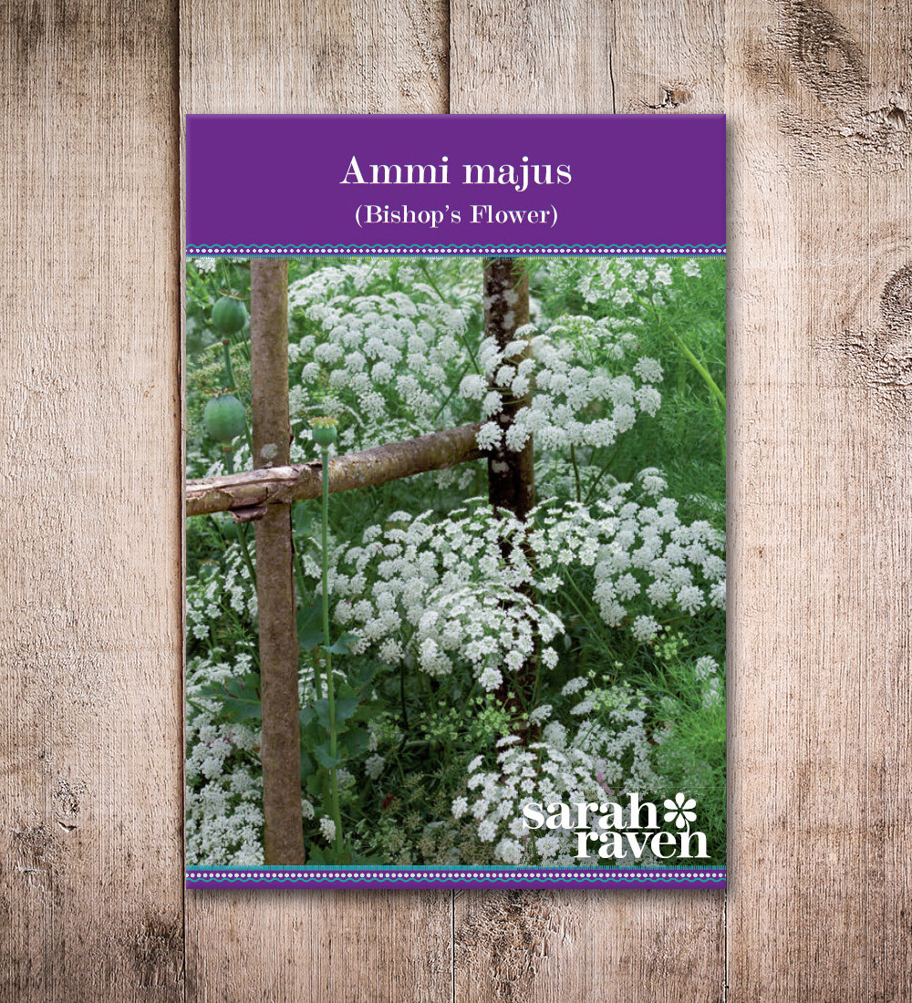 Buy Ammi Majus | Bishop's Flower | Sarah Raven