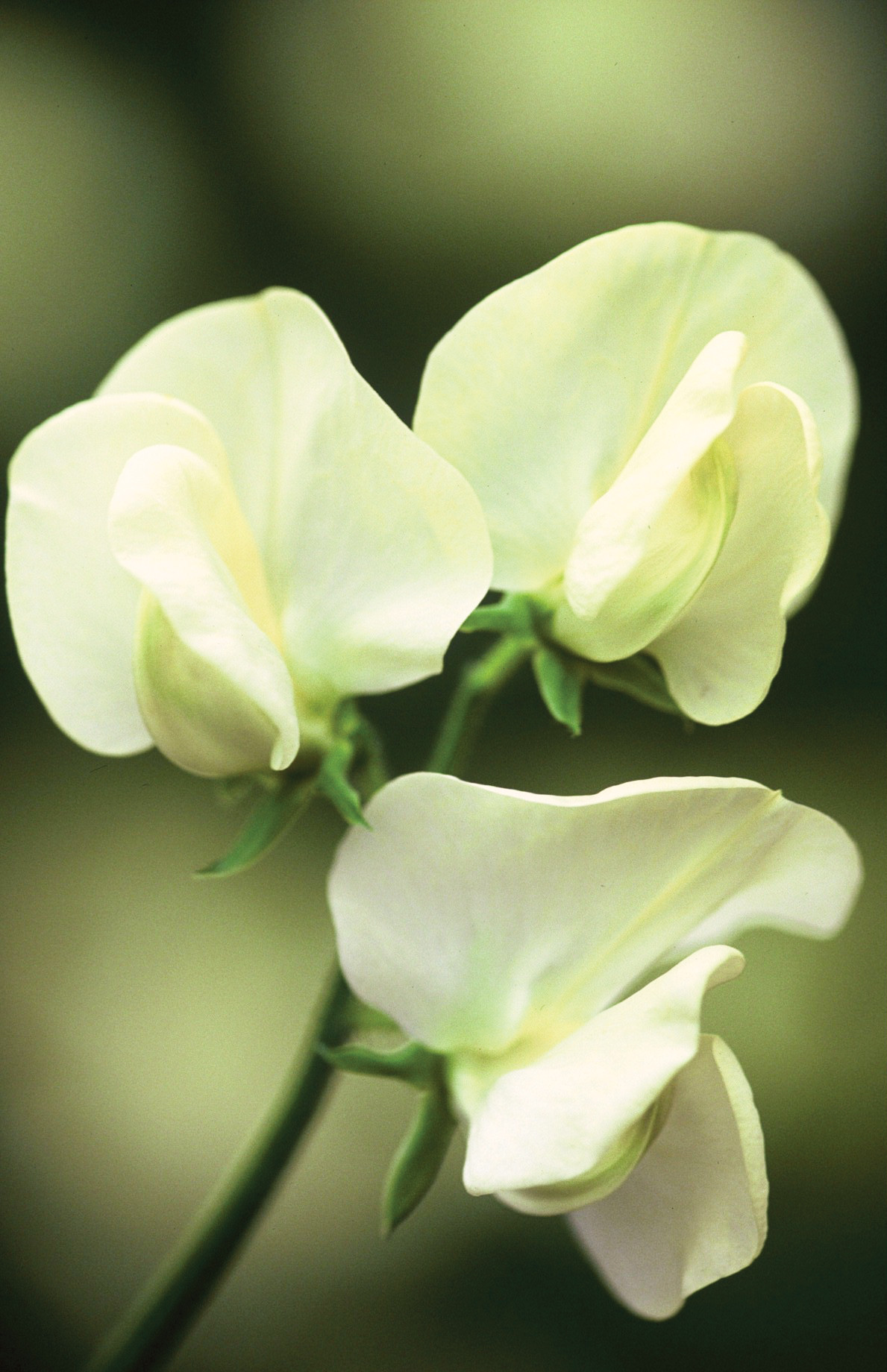 Buy Sweet Pea 'Mrs Collier' | Sarah Raven