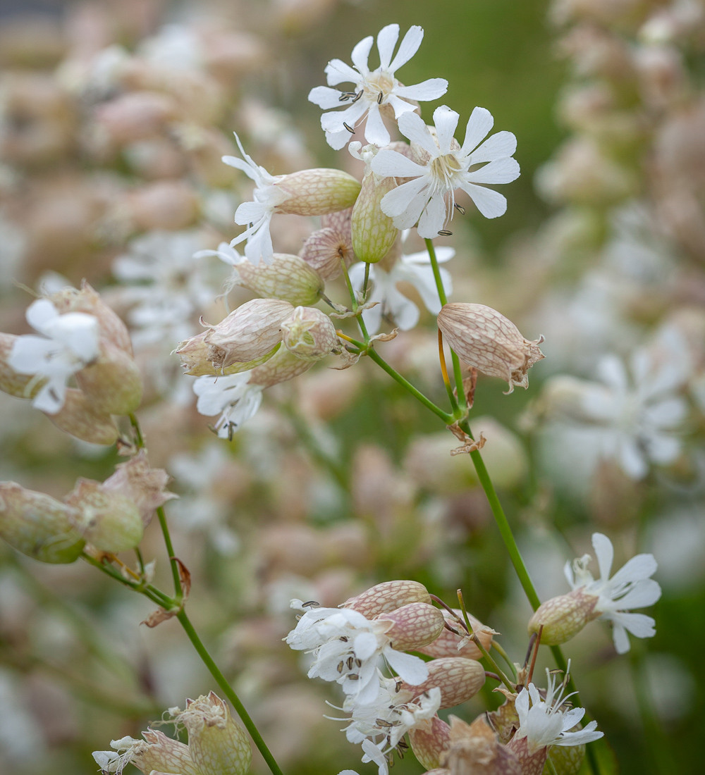 Buy Bladder Campion | Silene vulgaris | Sarah Raven