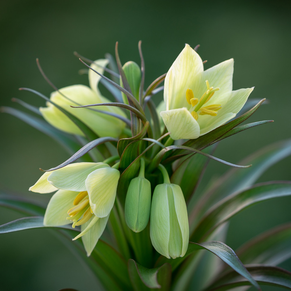 Buy Fritillaria raddeana Bulbs | Dwarf Crown Imperial | Sarah Raven