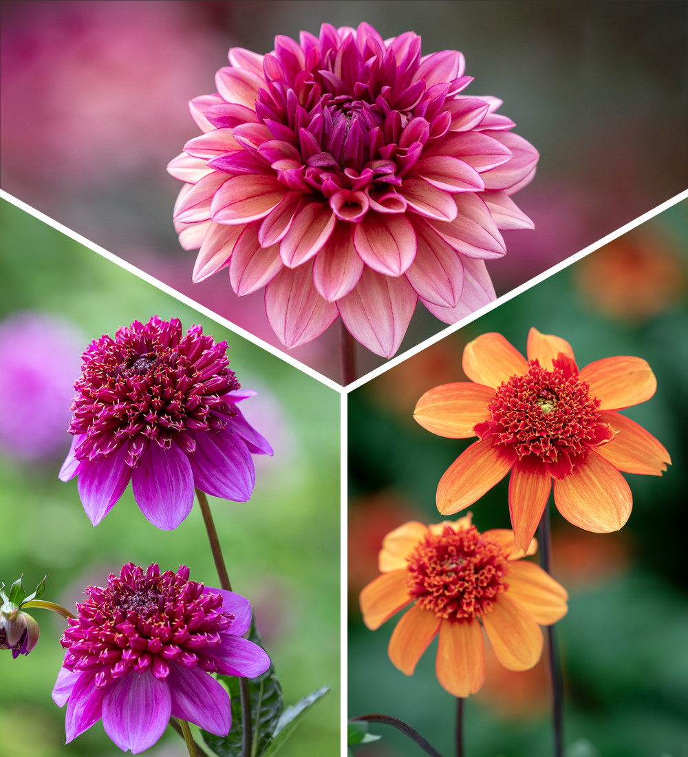 Sarah Raven Exclusive Dahlias for Pots Collection | Sarah Raven