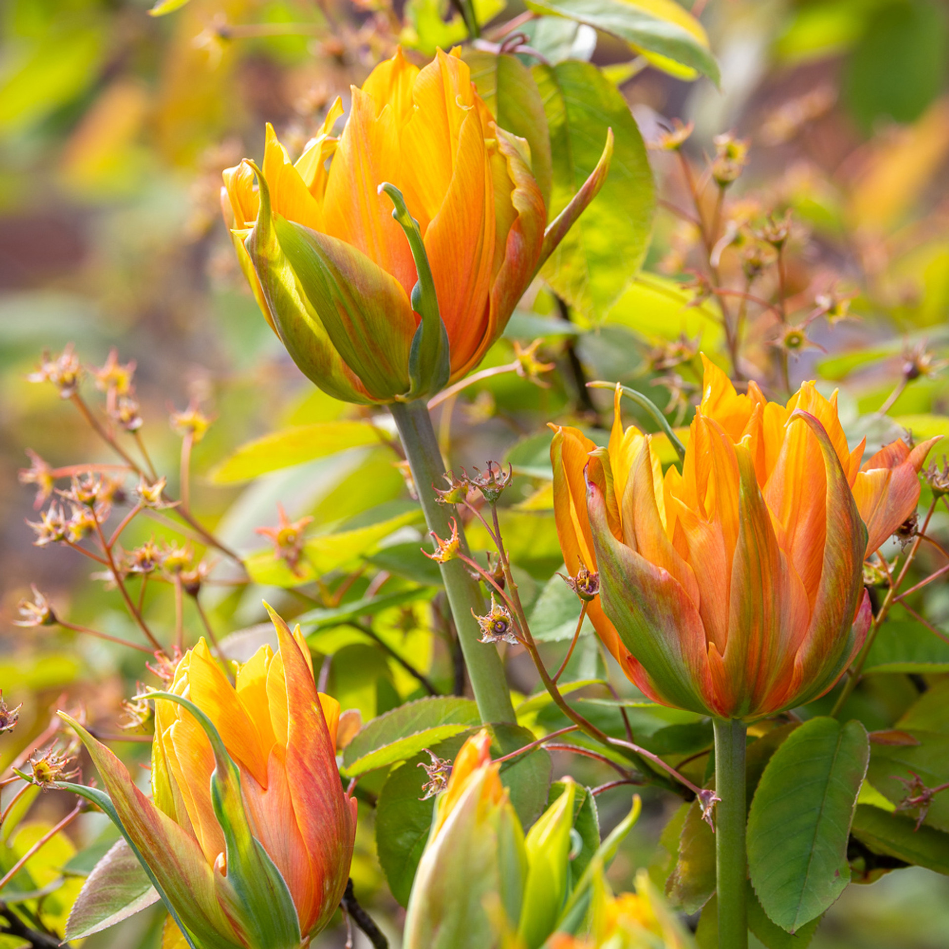 Buy Tulip 'Campbell' | Orange Lily-flowered Double Tulip | Sarah Raven Buy Tulip 'Campbell' | Orange Lily-flowered Double Tulip | Sarah Raven