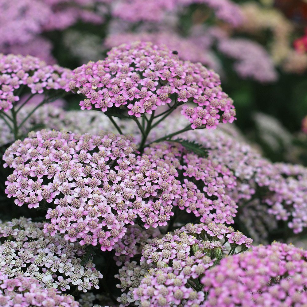 Buy Achillea millefolium 'Milly Rock Rose' | Yarrow | Sarah Raven