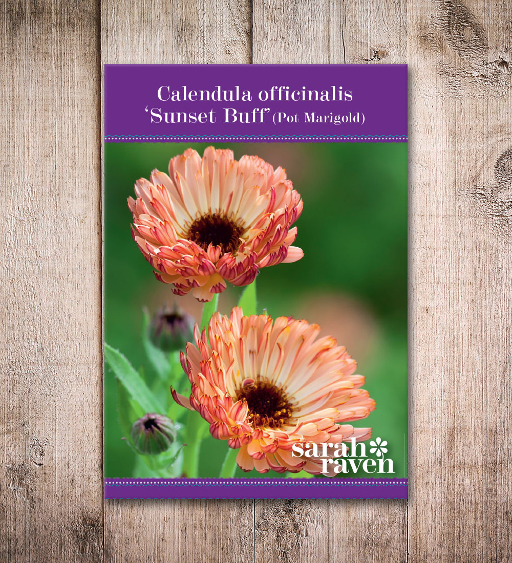 Calendula officinalis 'Sunset Buff' | Sarah Raven