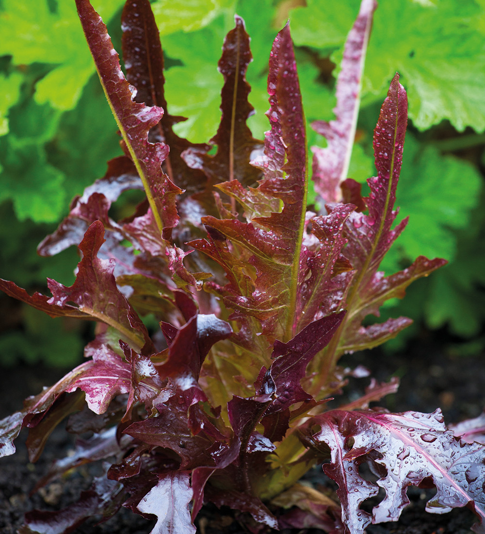 Buy Best Summer Lettuces Mix | Sarah Raven