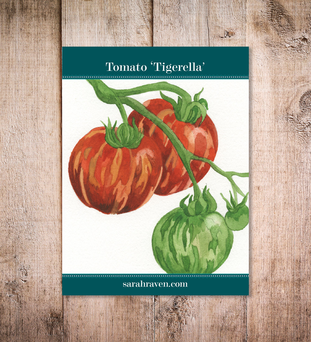 Tomato 'Tigerella' | Sarah Raven