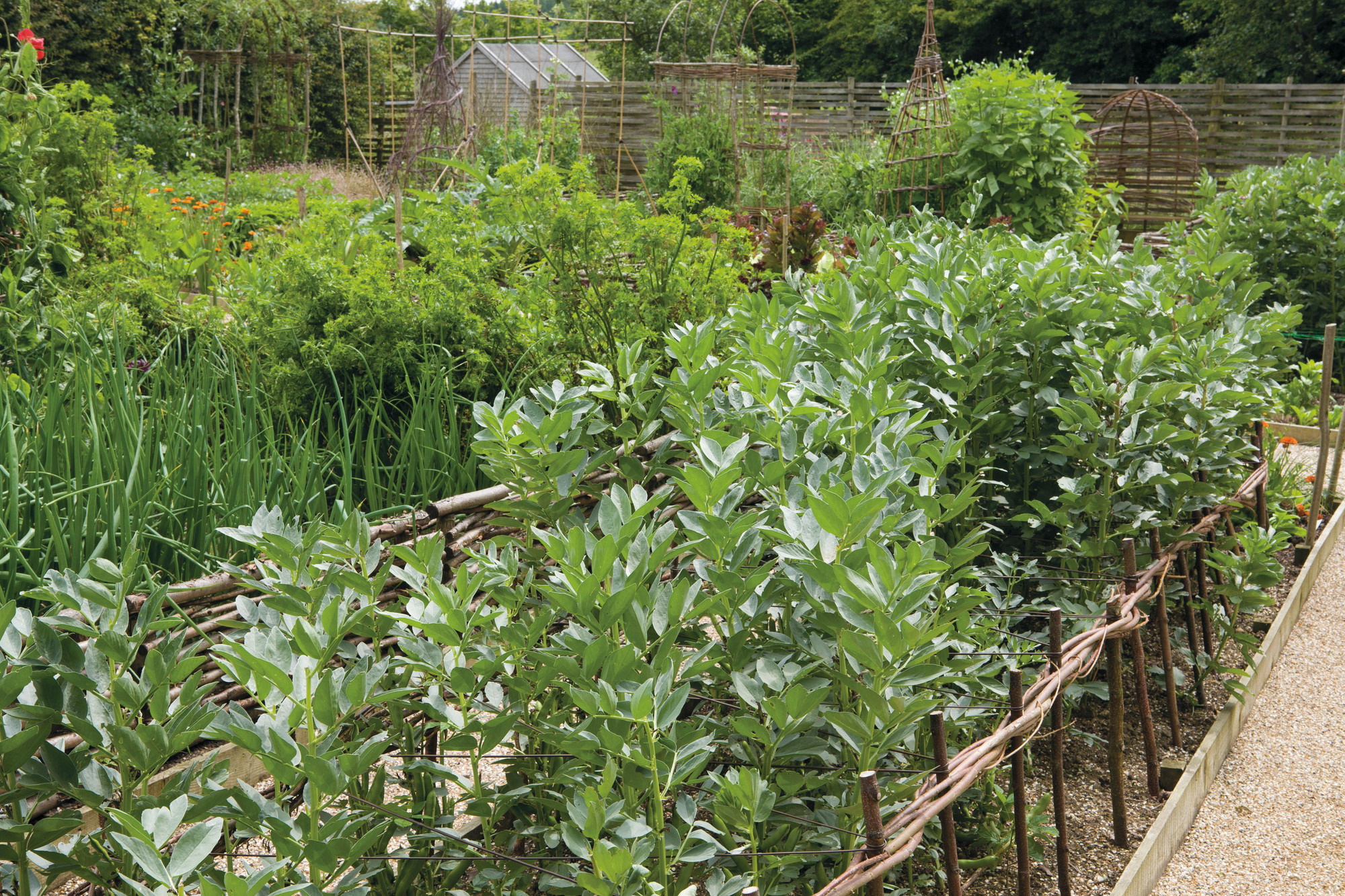 Buy Broad Bean 'Masterpiece Green Longpod' Seeds | Sarah Raven