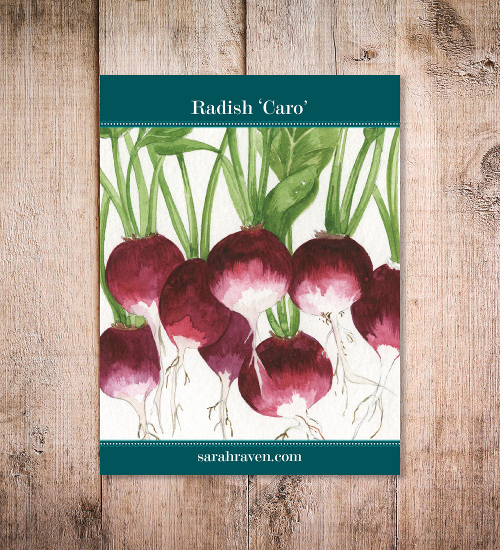 Radish 'Caro' | Sarah Raven