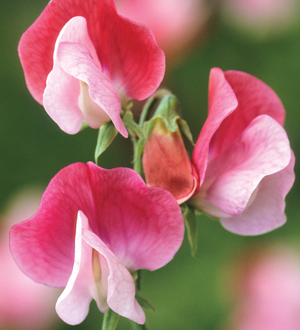 Buy Buckets of Sweet Peas Collection | Sarah Raven