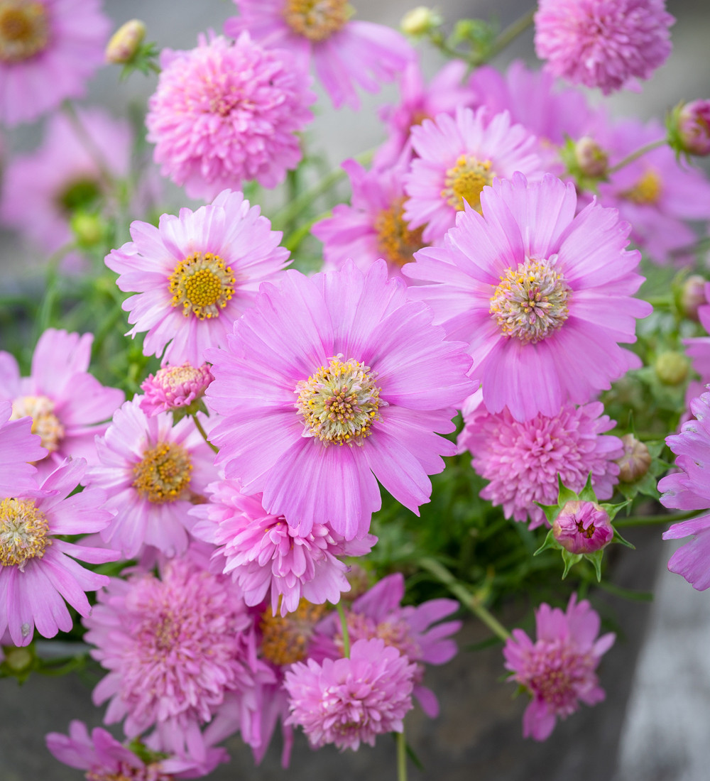 Buy Cosmos bipinnatus 'Pink Popsocks' | Sarah Raven