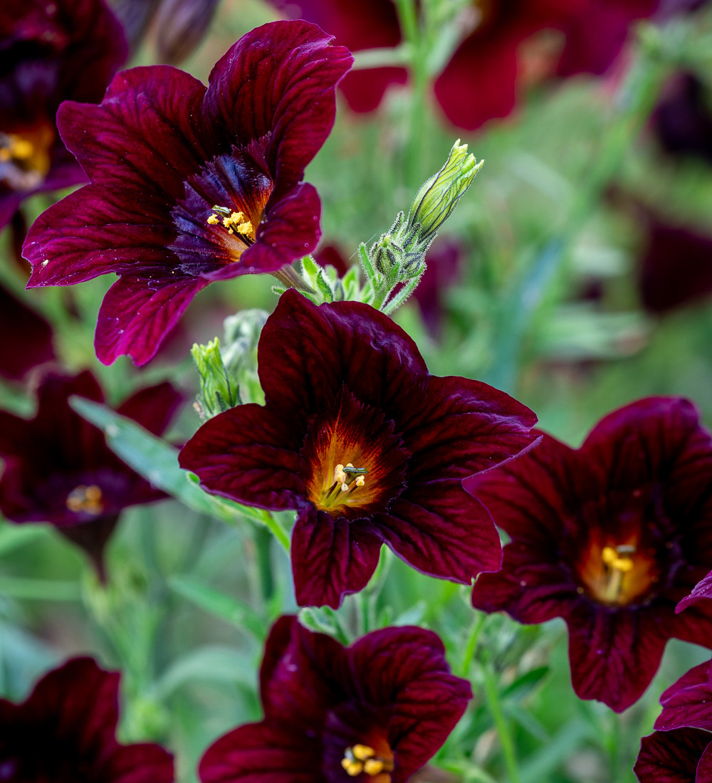 Buy Salpiglossis Sinuata Black Trumpets Velvet Trumpet Flower Sarah Raven