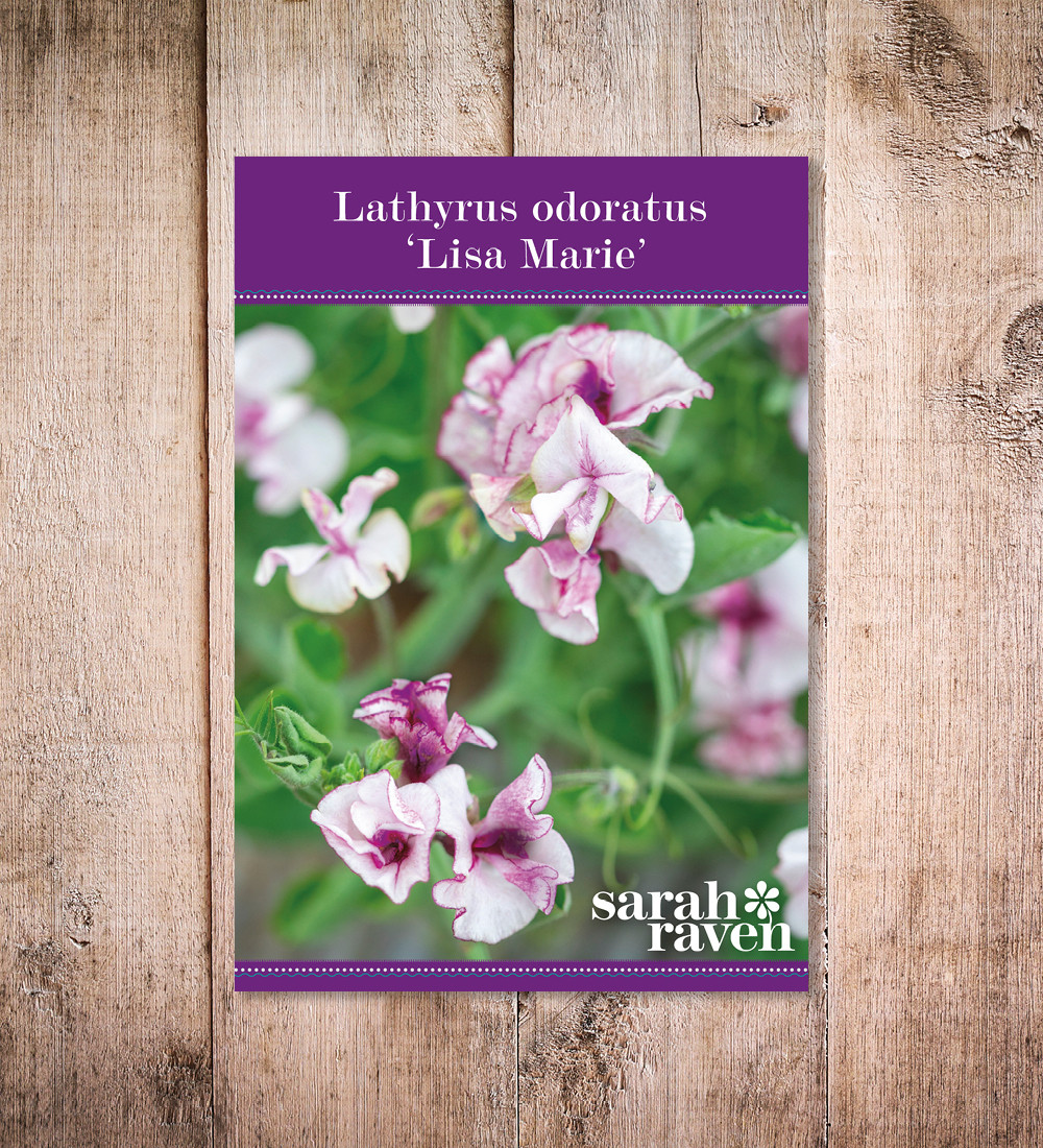 Buy Sweet Pea 'Lisa Marie' | Sarah Raven