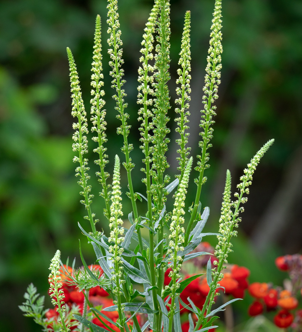 Buy Reseda luteola Plants | Dyer's Rocket | Sarah Raven