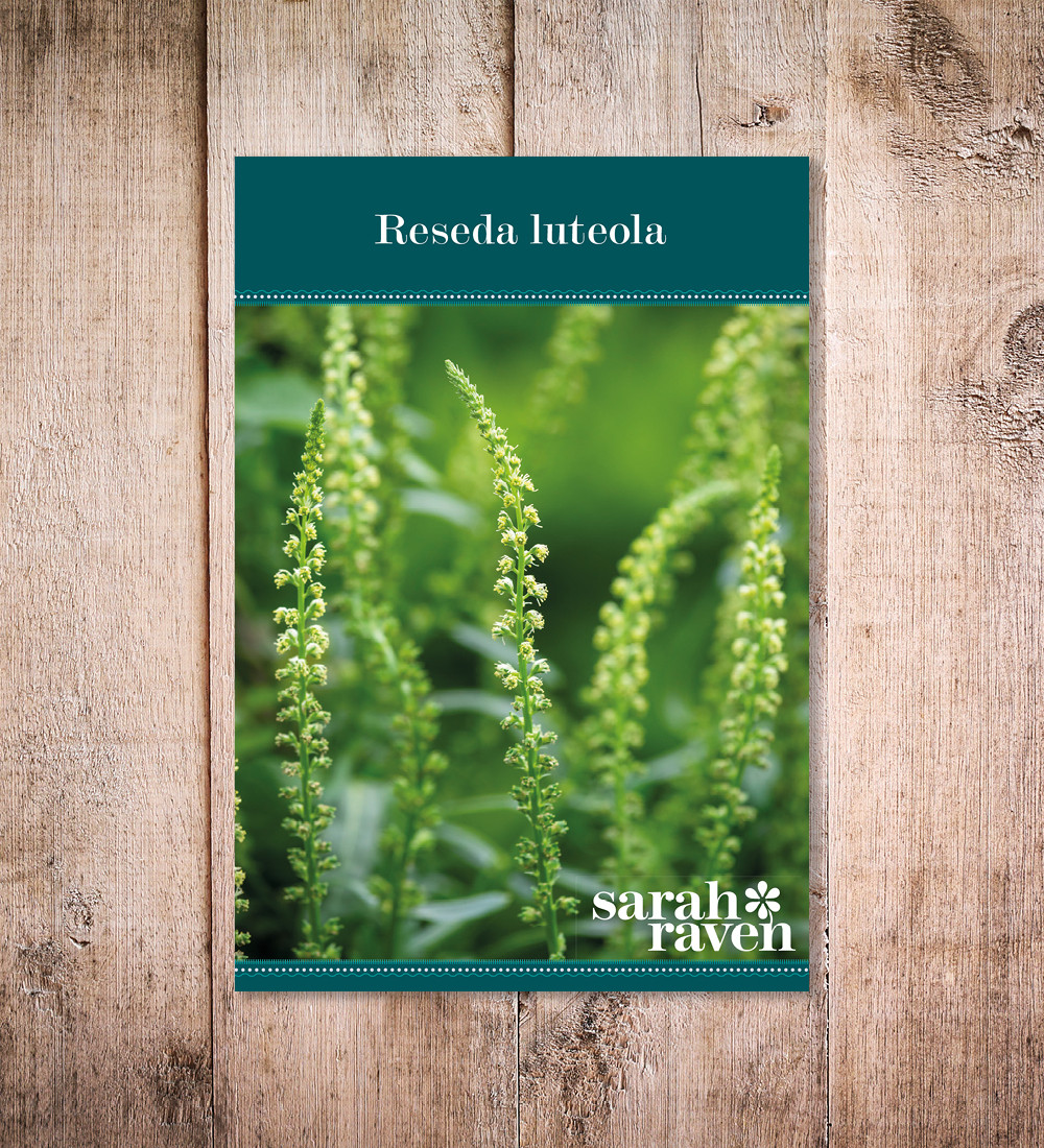 Buy Reseda luteola Plants | Dyer's Rocket | Sarah Raven