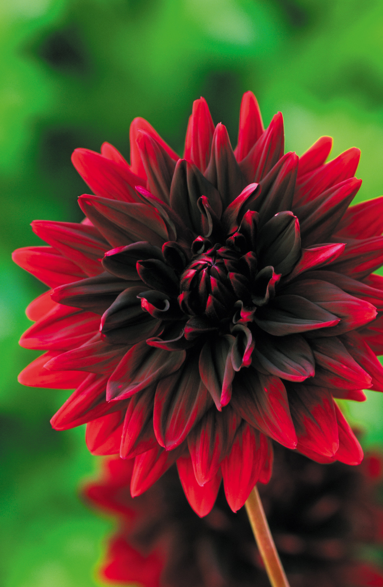 Buy Dahlia 'Sam Hopkins' | Sarah Raven