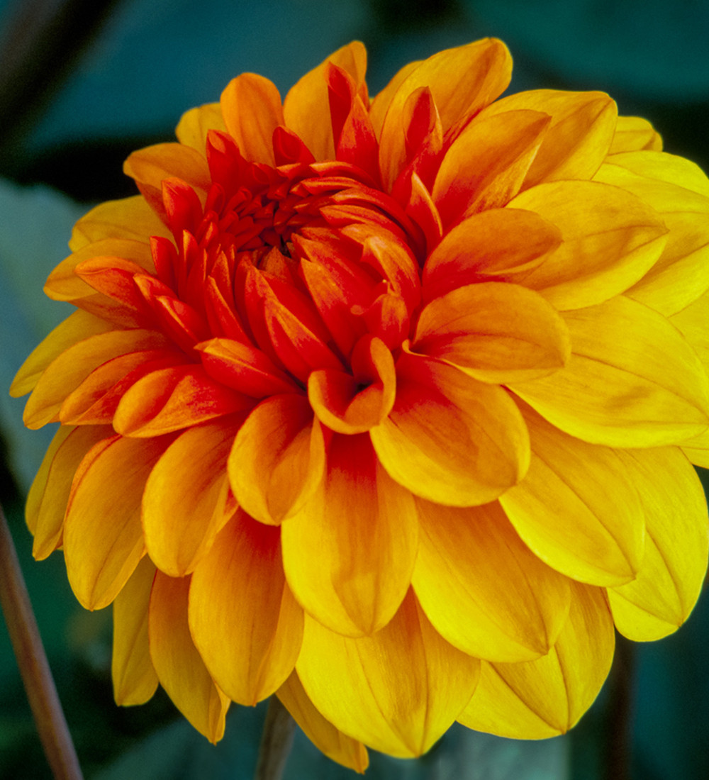 Buy Dahlia 'David Howard' | Sarah Raven