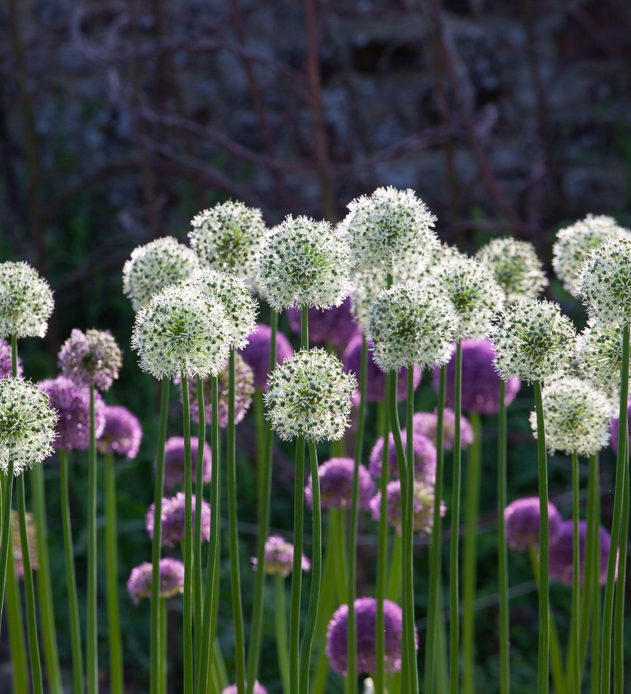 Buy Allium stipitatum 'White Giant' Bulbs | Giant Globe Alliums | Sarah ...