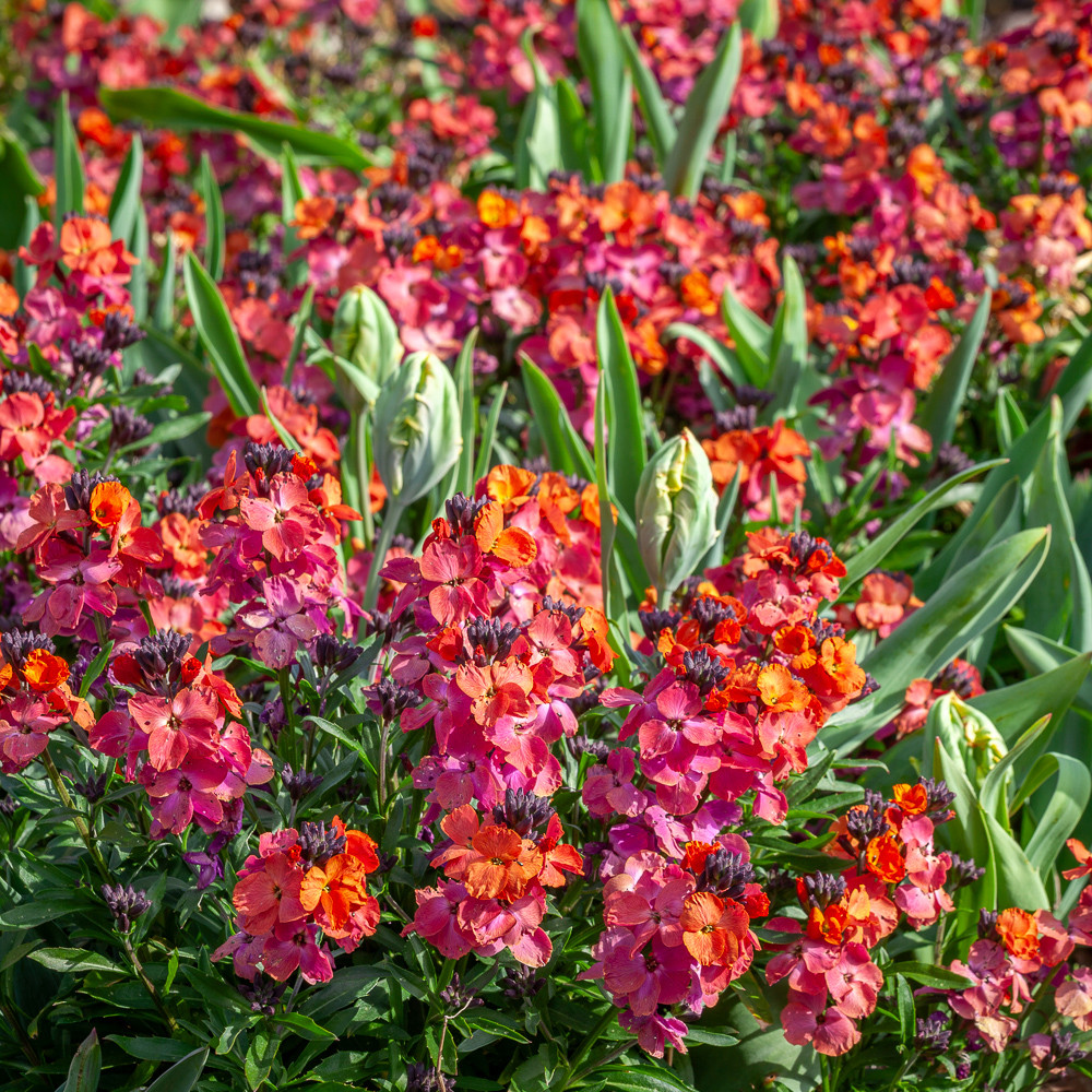 Buy Erysimum 'Winter Orchid' | Wallflower | Sarah Raven