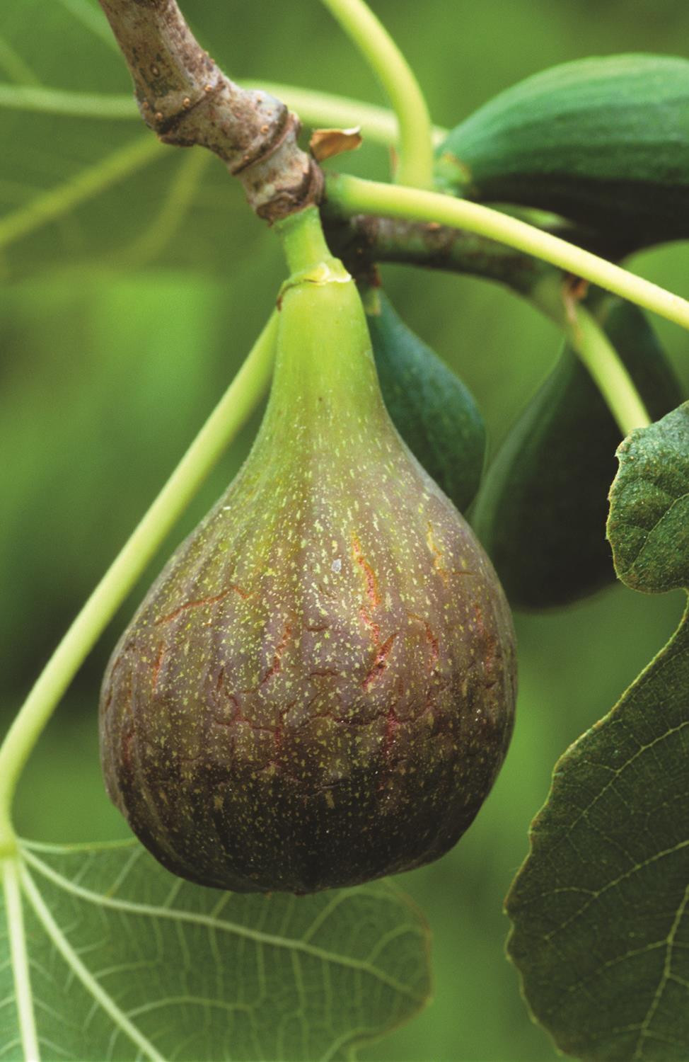 Brown Turkey Figs