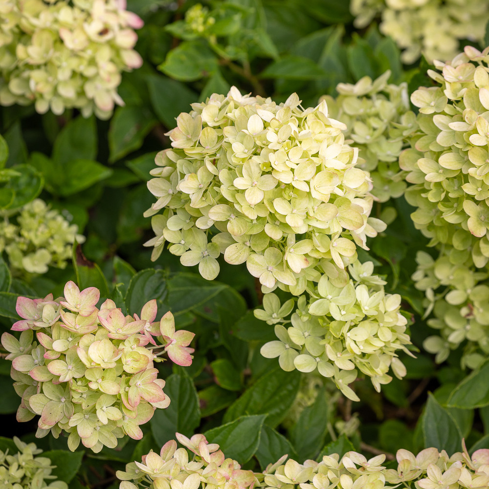Buy Hydrangea paniculata 'Little Fresco' Plants | Sarah Raven
