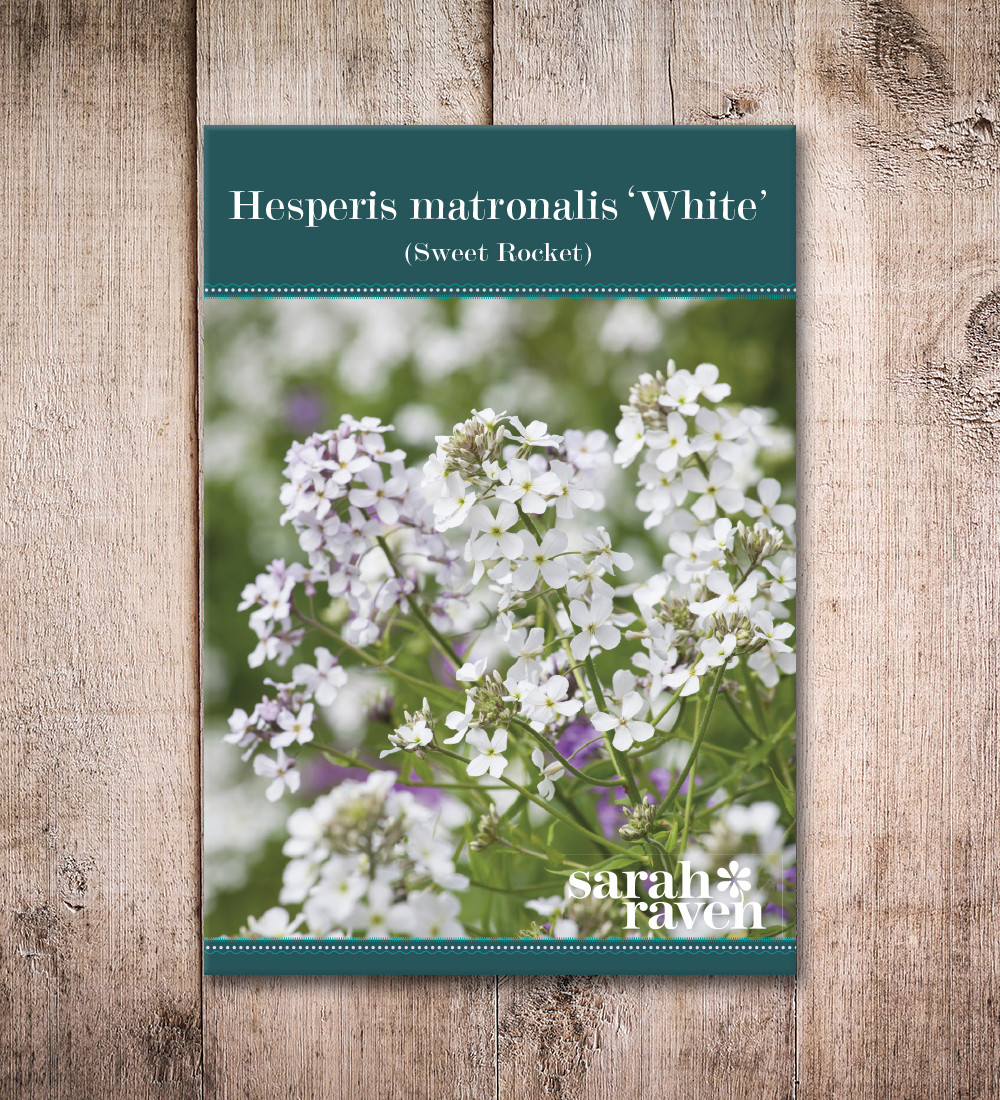 Buy Hesperis matronalis var. albiflora | Dame's Violet | Sarah Raven