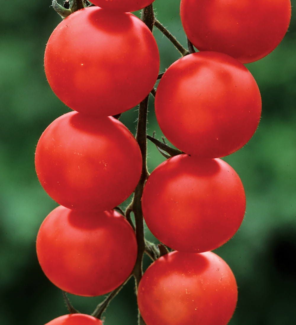 Buy Tomato 'Gardener's Delight' | Cherry Tomato | Sarah Raven