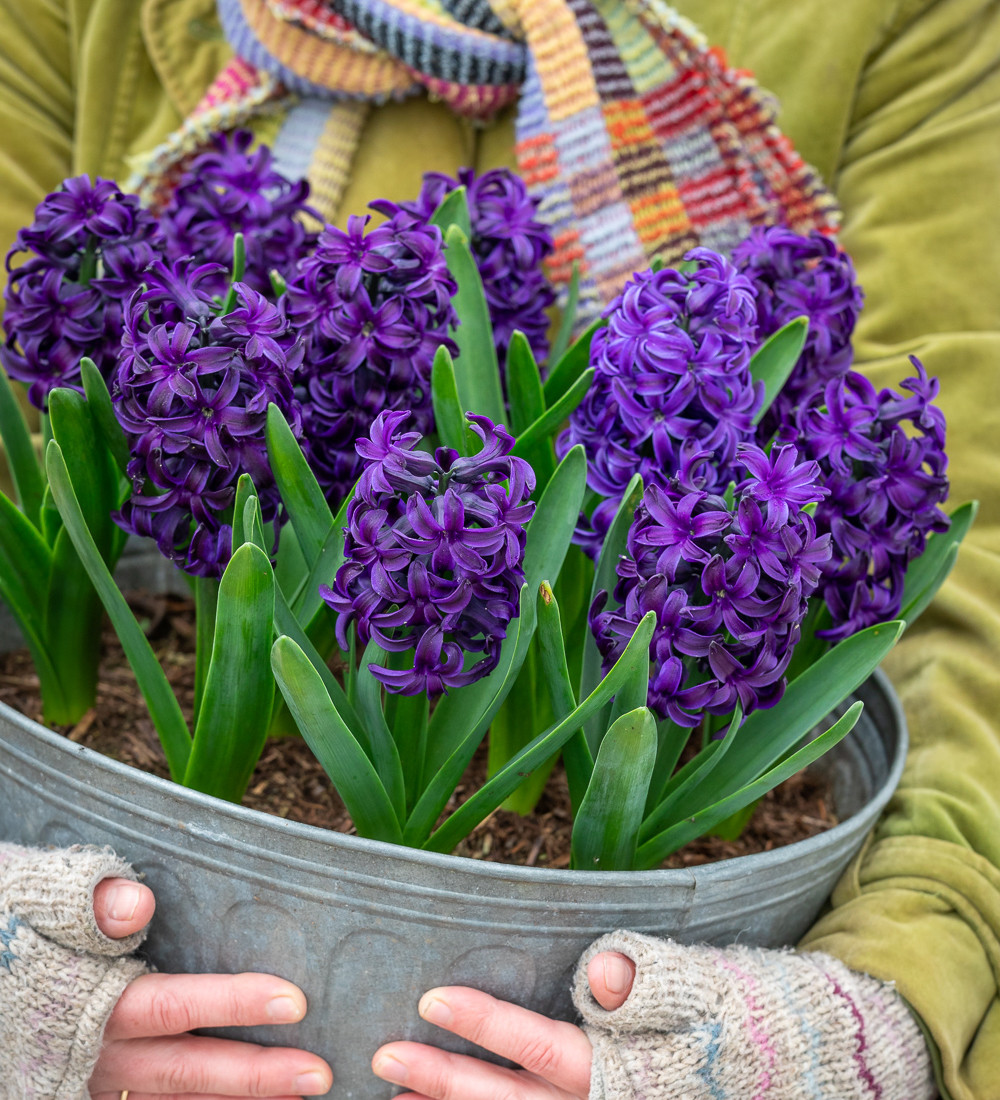 Buy Amethyst and Sapphire Hyacinth Collection | Sarah Raven