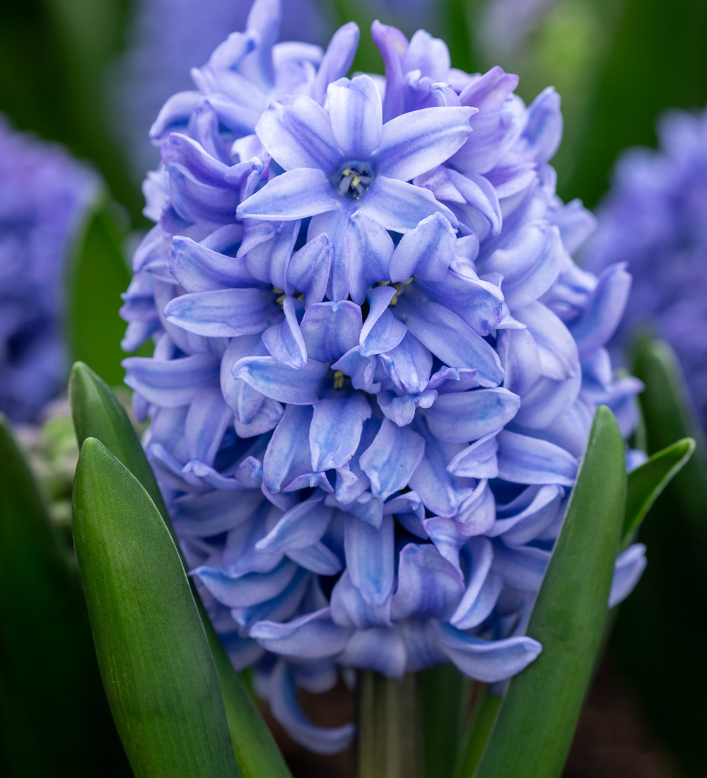 Buy Amethyst and Sapphire Hyacinth Collection | Sarah Raven