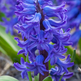 Hyacinthus orientalis 'Delft Blue' (Forcing) | Early-flowering Hyacinth ...