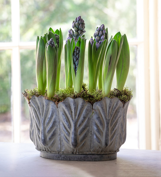 Hyacinthus orientalis 'Delft Blue' (Forcing) | Early-flowering Hyacinth ...