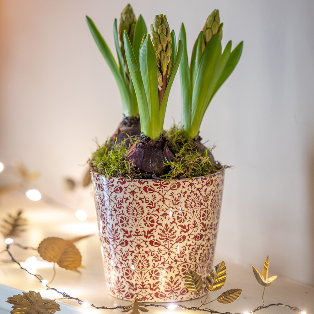 Hyacinths in a Floral Pot | Bulb Gifts | Sarah Raven