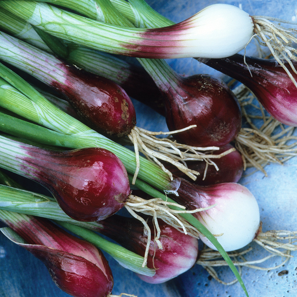 Fuss Free Easy Veg Collection | Vegetable Seeds | Sarah Raven