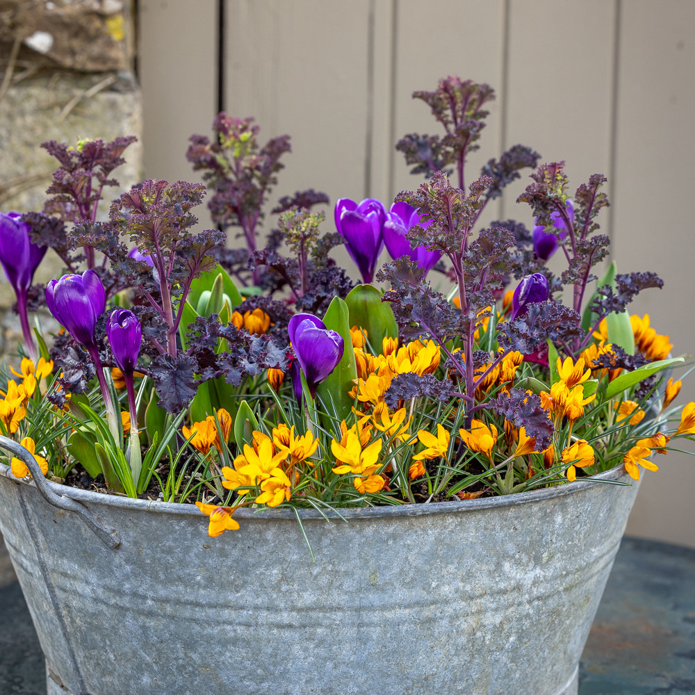 Buy Arthur's Jaffa Cake Crocus Collection | Orange Crocus Collection ...