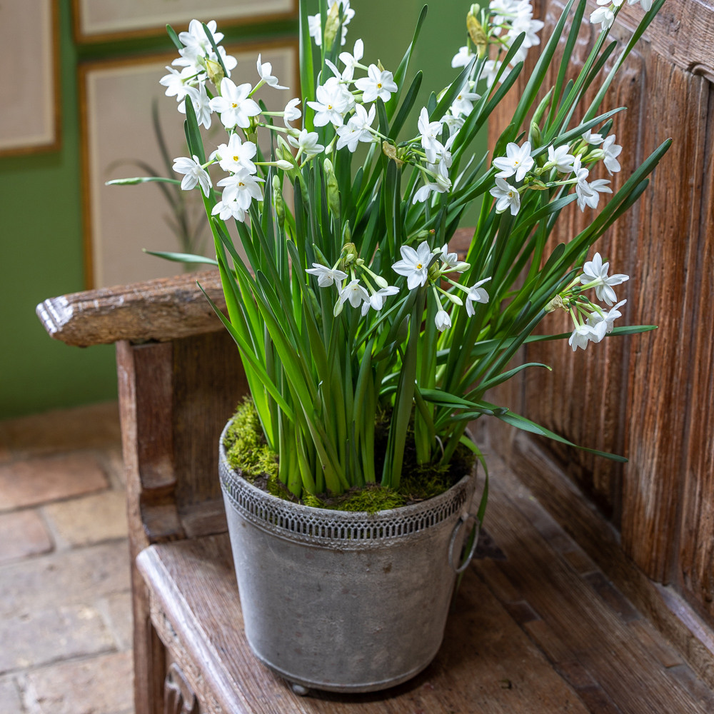 Buy Paperwhite 'Ziva' in Zinc Lattice Pot | Potted Scented Narcissi ...