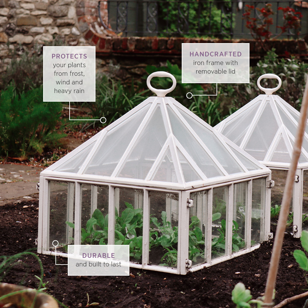 Buy Claverton Square Cloche | Cast Iron & Glass Cloche | Sarah Raven