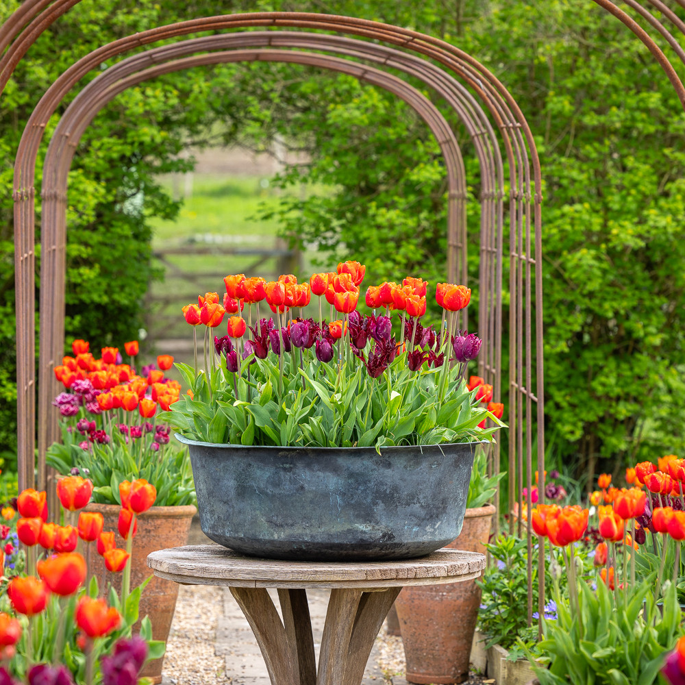 Buy March to May Tulip Collection | Bulb Collection | Sarah Raven