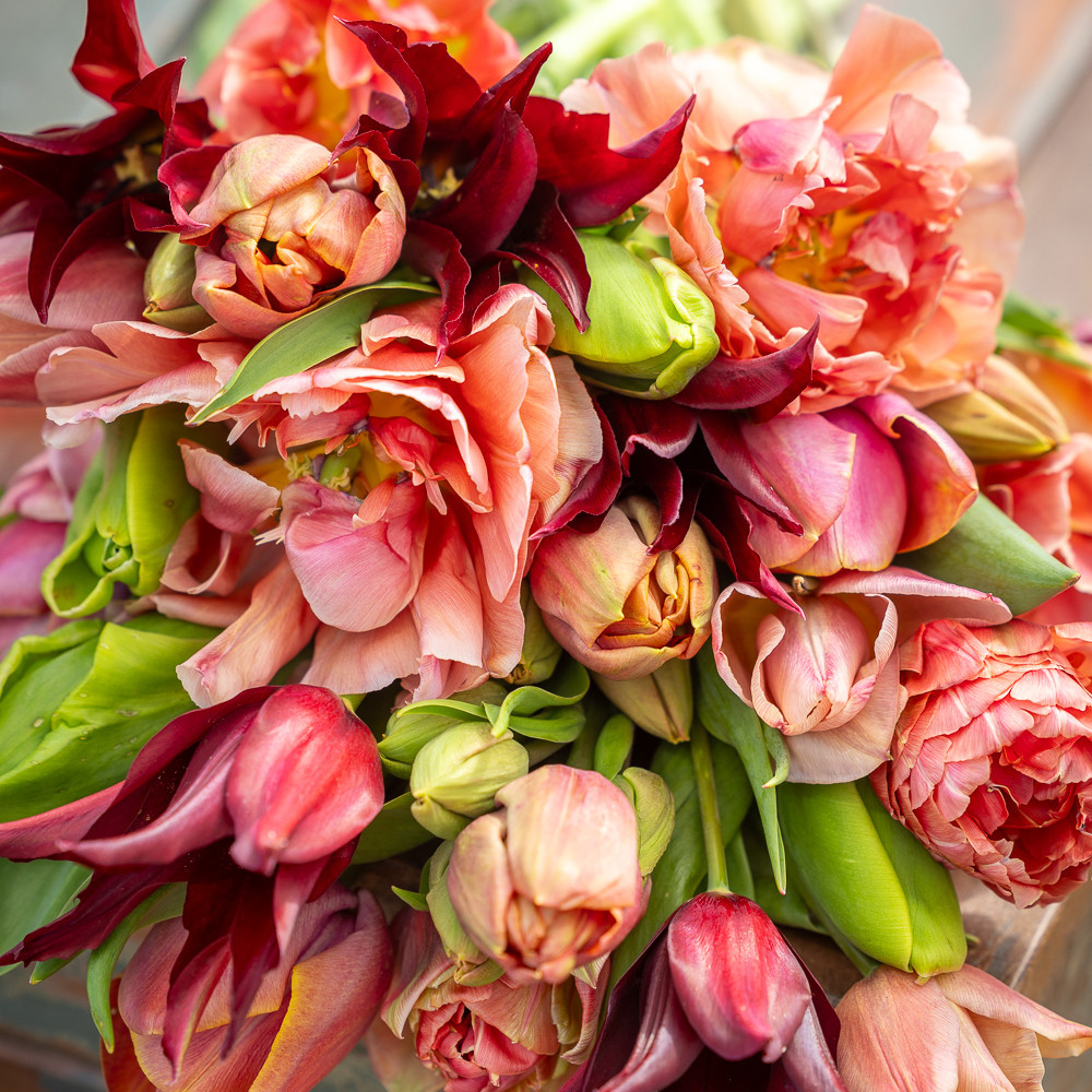 Buy Sarah Raven Tulip Collection | Tulip Collection | Sarah Raven