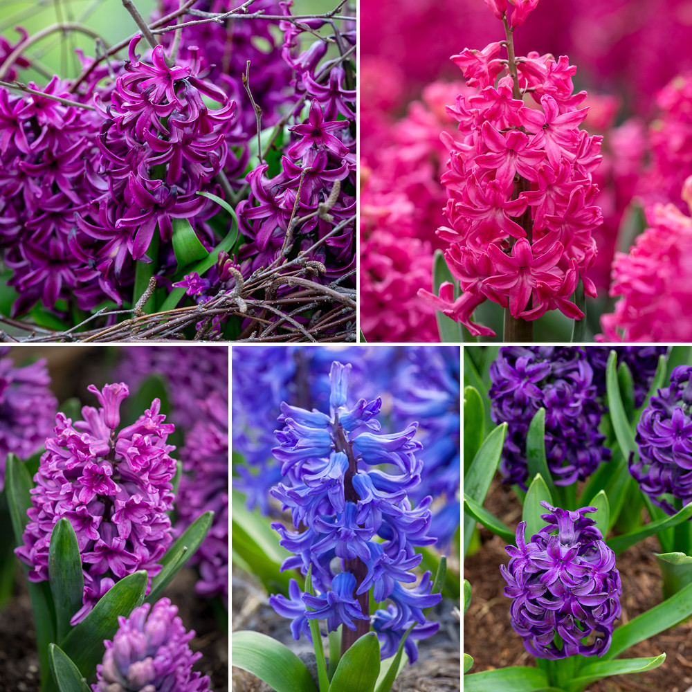 Buy Bright & Rich Hyacinth Collection | Hyacinth | Sarah Raven
