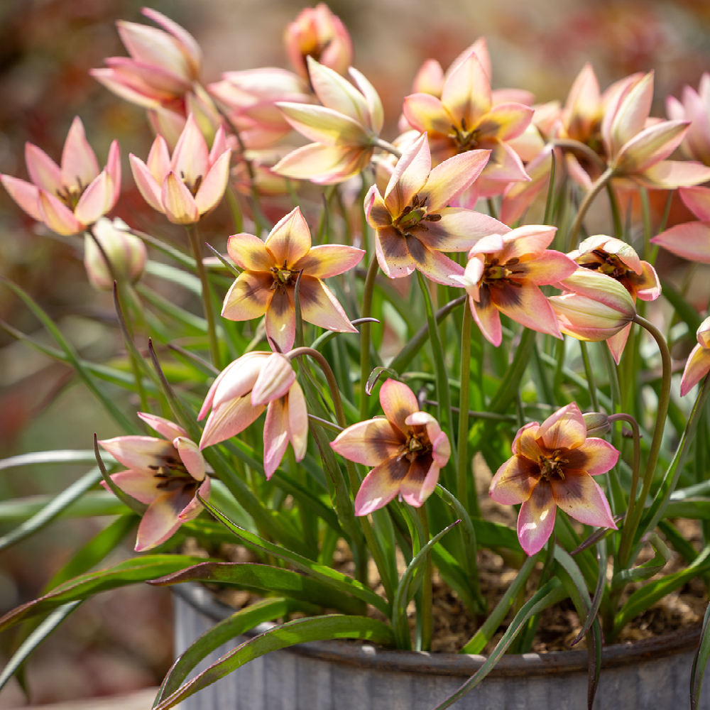 Buy Tulip 'Danique' | Tulip bulbs | Sarah Raven