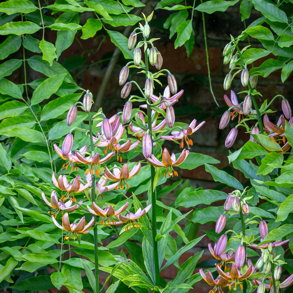 Buy Lilium 'Manitoba Morning' (Martagon) | Martagon Lily | Sarah Raven