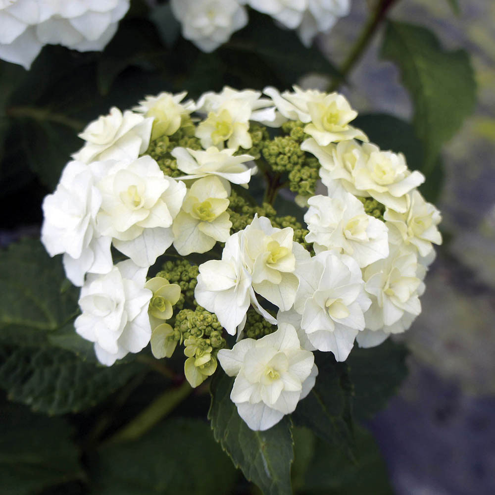 Hydrangea macrophylla wedding gown | Beachweddingtips.com