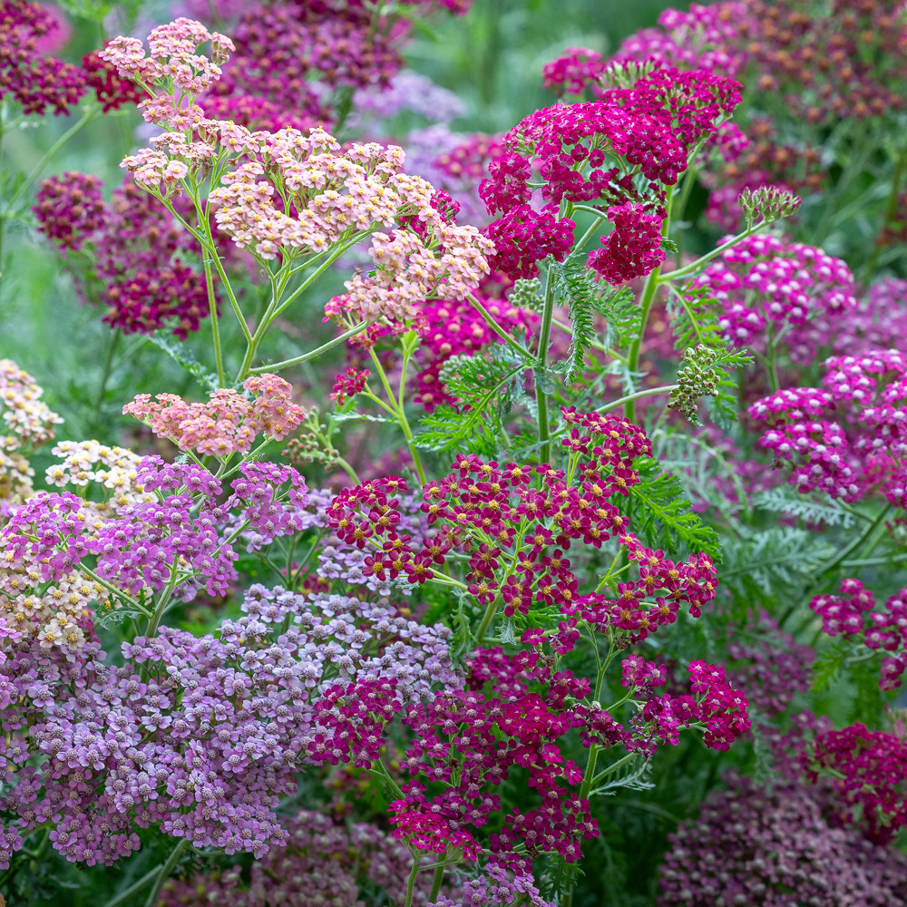 Buy Achillea millefolium 'Flowerburst Red Shades' | Yarrow | Sarah Raven