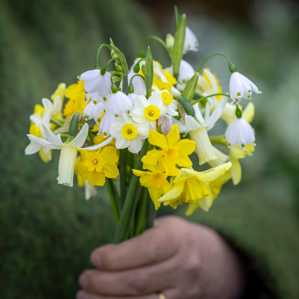 Perfect Spring Posy Bulb Collection | Daffodil | Sarah Raven