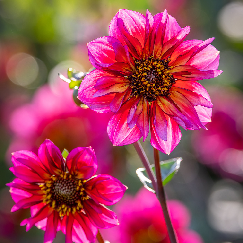 Buy Dahlia 'Princess Nadine' | Dahlia | Sarah Raven
