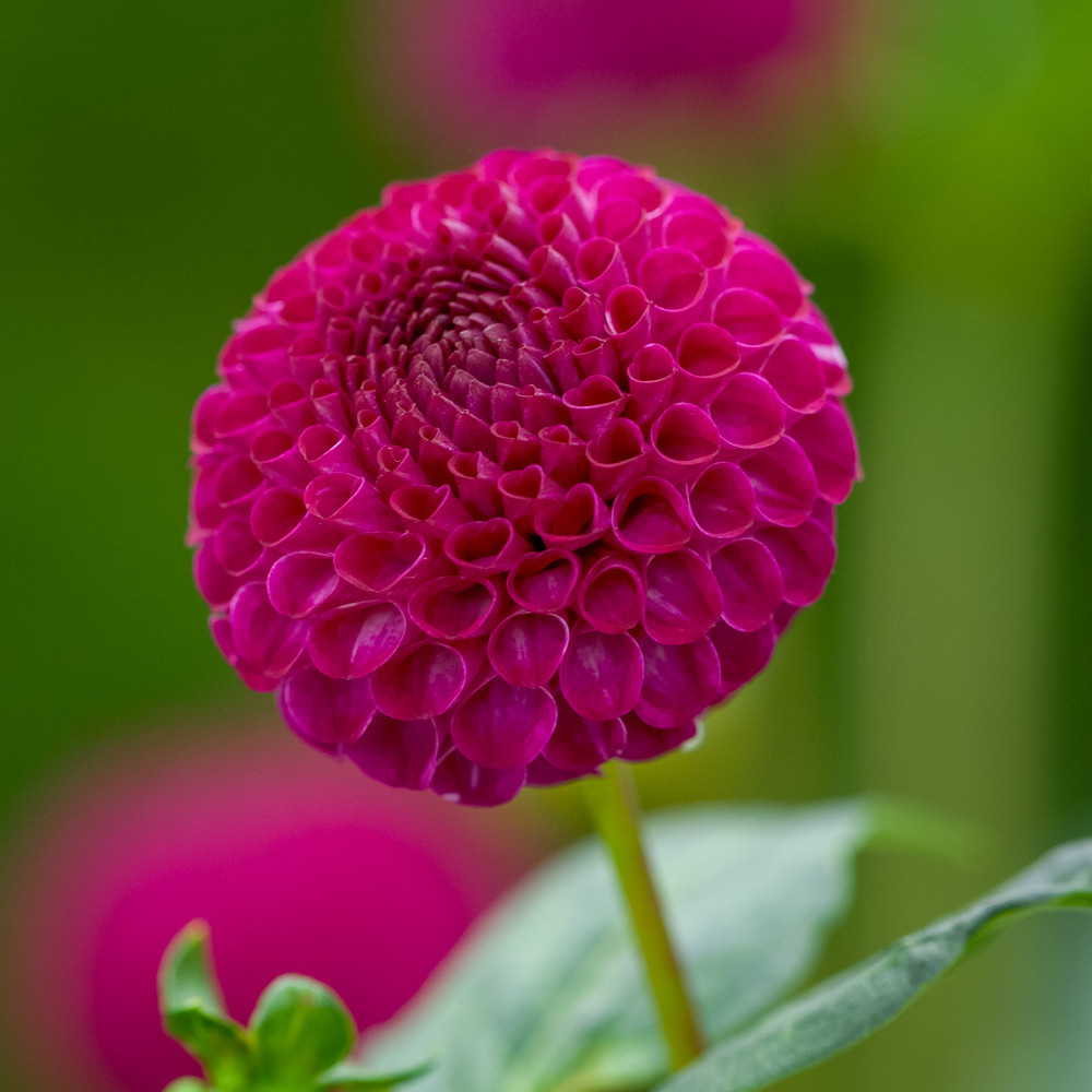 Buy Dahlia 'Moor Place' | Dahlia | Sarah Raven
