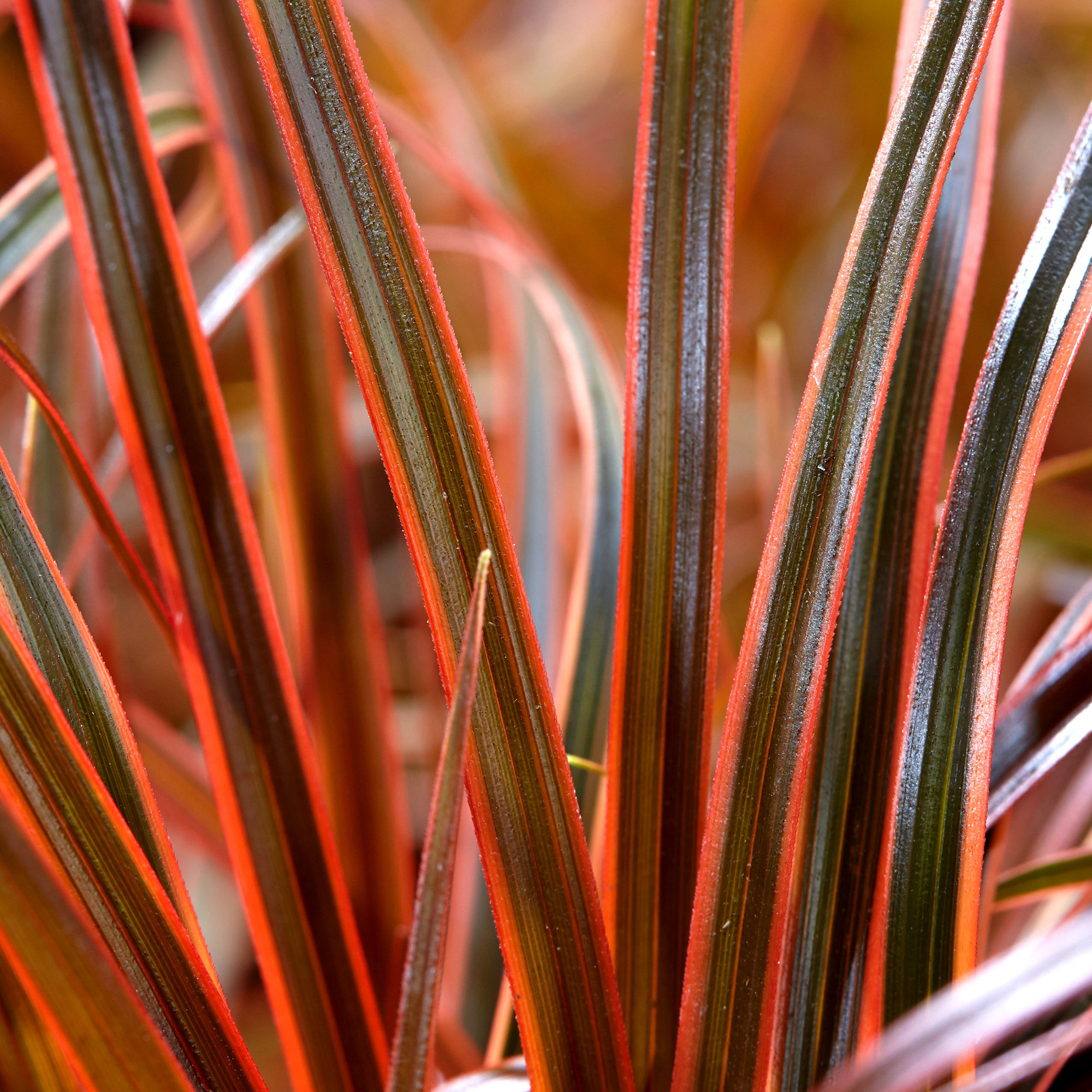 Uncinia rubra 'Everflame' | Red Hook Sedge | Sarah Raven