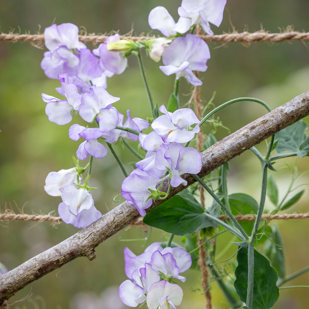 Lathyrus odoratus 'Albutt Blue' | Sweet Pea | Sarah Raven