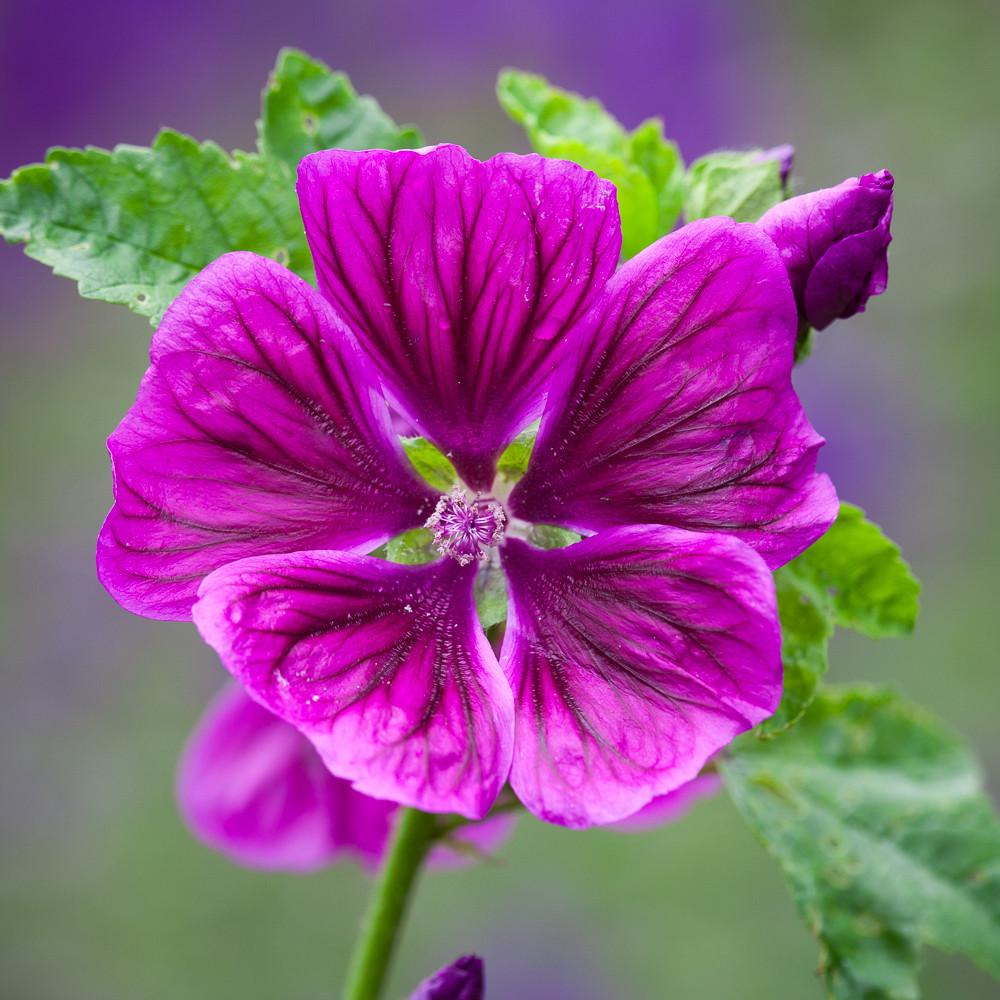Malva sylvestris mauritiana | French Mallow | Sarah Raven